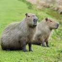 Capybot | Discord App Directory