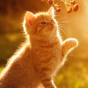 Noel邃 Discord App Directory