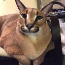 Floppa Chief | Discord App Directory