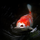 Koi Bot | Discord App Directory