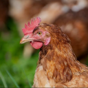 Chicken | Discord App Directory