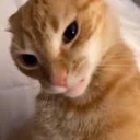 Cat Folder | Discord App Directory