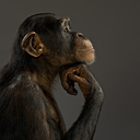 thinking monkey | Discord App Directory