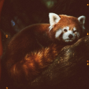 Add Galaxy Red Panda Discord Bot | Invite Link