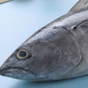 Chat with TUNA FISH | Shapes, Inc