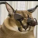 Big Floppa Discord Botu