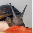 Bob The Snail | Shapes, Inc