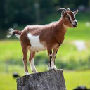 Goat | Shapes, Inc