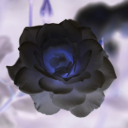 Bloom | Shapes, Inc