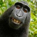 Monker | Shapes, Inc