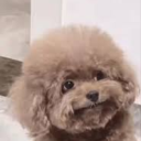 Chat with the rizzler of tim cook | Shapes, Inc