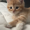 ˙Cheeto ˙ | Shapes, Inc