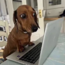 Chris Bot | Shapes, Inc