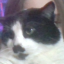 Dartanion | Shapes, Inc