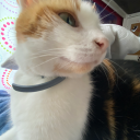 Customer service bot | Shapes, Inc