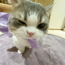 Gaali Gen | Shapes, Inc