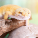 Chat with Lizard | Shapes, Inc