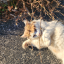 Roblox Bot | Shapes, Inc