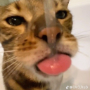 gangatron | Shapes, Inc