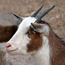 Goatee | Shapes, Inc