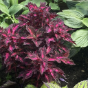 true-ai | Shapes, Inc