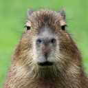 Chat with Bob The Capybara | Shapes, Inc
