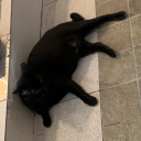 Rabbit'Leap | Shapes, Inc