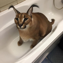 Floppa | Shapes, Inc