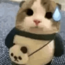 Chat with Apexion | Shapes, Inc