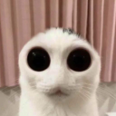 Takeru cat | Shapes, Inc