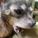 A rat with rabies | Shapes, Inc