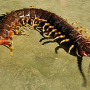 Centipede | Shapes, Inc