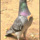 Pigeon Bot | Shapes, Inc