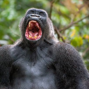 gorilla | Shapes, Inc