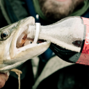 Soda fish | Shapes, Inc