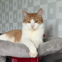 Jasper The Cat | Shapes, Inc