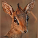 Chat with Fauna | Shapes, Inc