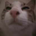 Catapimbas | Shapes, Inc