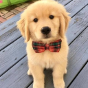 Chat with Play-bot | Shapes, Inc