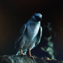 White Falcon | Shapes, Inc