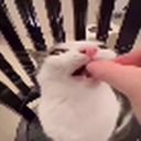 Chat with Gato Burro | Shapes, Inc