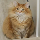 Walter | Shapes, Inc