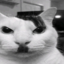 Chat with Beef Bot | Shapes, Inc