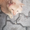 Oca fighter | Shapes, Inc