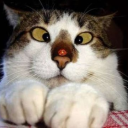 Chat with Koomzy | Shapes, Inc