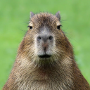 CapyBara | Shapes, Inc