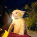 YJ Junior | Shapes, Inc