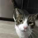 Chat with Monty | Shapes, Inc