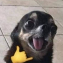 Chat with L bots | Shapes, Inc