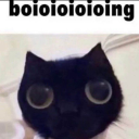 Chat with Tal | Shapes, Inc